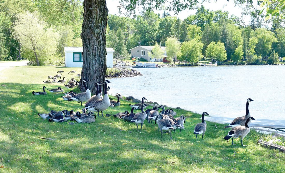 Loafing at Lake Antoine | News, Sports, Jobs - The Daily News